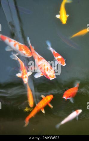 Koi fish, specifically nishikigoi (Cyprinus rubrofuscus), colorful ...