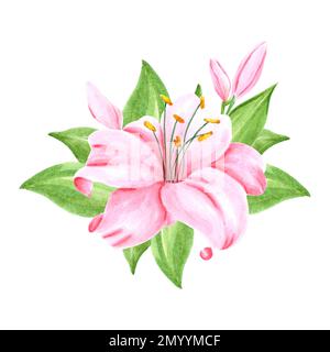 Handdrawn Watercolor pink lily flower with green leaves on the white ...