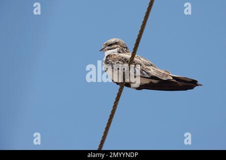 Sand-colored Nighthawk, Iranduba, Amazonas, Brazil, August 2022 Stock ...