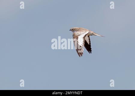 Sand-colored Nighthawk, Iranduba, Amazonas, Brazil, August 2022 Stock ...