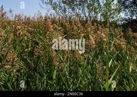 Phragmites australis is a herbaceous perennial bluish-green plant of ...