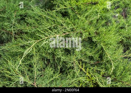A closeup of juniper leaves growing at garden Stock Photo - Alamy
