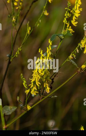 Yellow clover flower in summer green meadow Stock Photo - Alamy