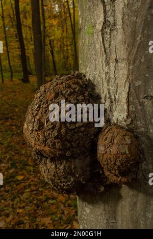 Deformed trunk of a thick old tree with painful growths on a blurred ...