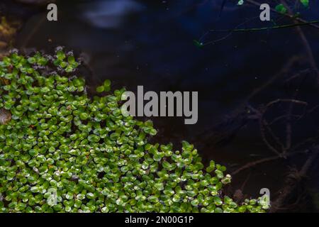 Common Duckweed, Duckweed, Lesser Duckweed, Natural Green Duckweed ...