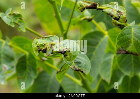 Walnut anthracnose or walnut black spot - Gnomonia, Ophiognomonia ...