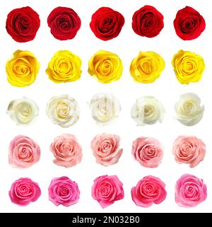 Set of different roses on white background Stock Photo - Alamy
