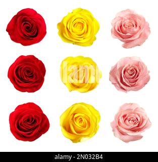 Set of different beautiful roses isolated on white Stock Photo - Alamy