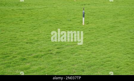 Fully grown lawn ready for cultivation. Cultivation outskirts of ...