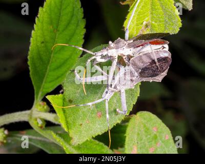 Mating pair of assassin bugs (Reduviidae) in the rainforest, Orellana ...