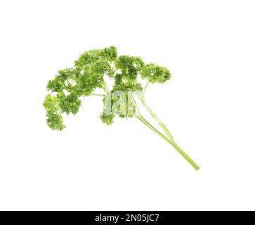 Fresh green curly parsley on white background Stock Photo - Alamy