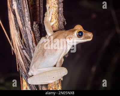Flat broad-headed tree frog (Osteocephalus planiceps) on a branch in ...