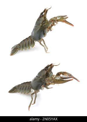 Collage with two fresh crayfishes on white background Stock Photo - Alamy