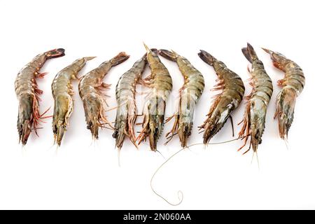 king prawn in front of white background Stock Photo - Alamy