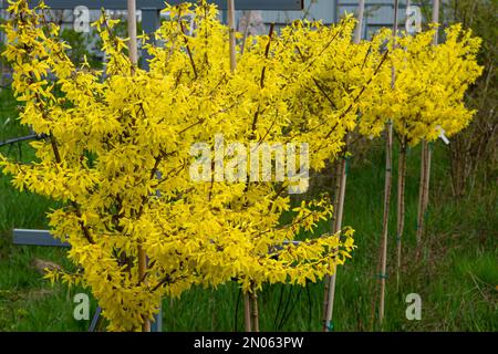 Bright yellow Forsythia flowers in early spring Stock Photo - Alamy