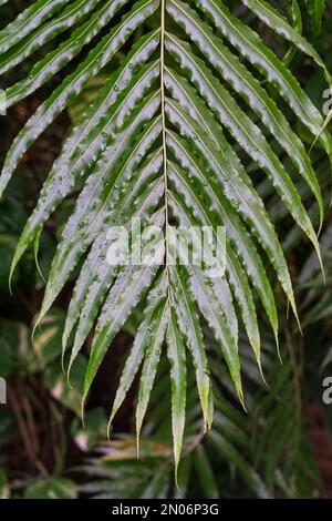 Branch with leaves of Stenochlaena palustris with raindrops Stock Photo ...