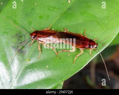 Pair of Wood Cockroach (Family Ectobiidae) mating in the rainforest ...