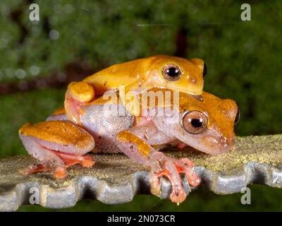 Reticulated Tree Frog (Dendropsophus reticulatus Stock Photo - Alamy
