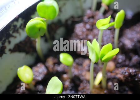 Mimosa sprouts growing Stock Photo - Alamy