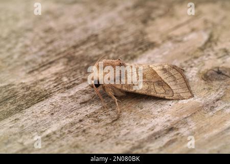 Detailed closeup on a Potato skin borer owlet moth , Hydraecia micacea ...