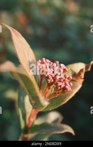 low shrub with red fruit Stock Photo - Alamy