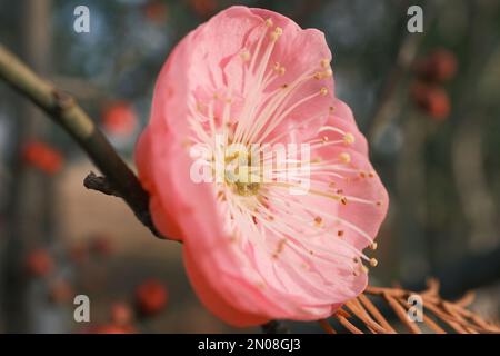 Plum blossoms in bloom in winter Stock Photo - Alamy