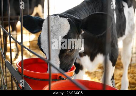 Pretty little calf eating from bucket on farm, closeup. Animal ...