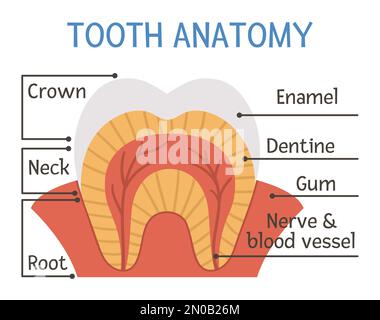 Teeth anatomy scheme. Tooth structure infographic, orthodontic human ...
