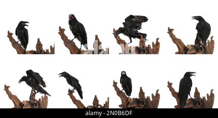 Collage with black ravens on white background Stock Photo - Alamy