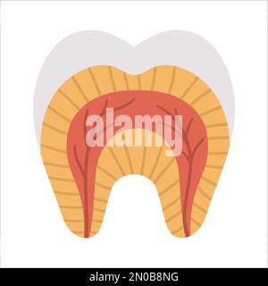 Teeth anatomy scheme. Tooth structure infographic, orthodontic human ...