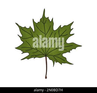 Isolated colored autumn leaf icon Vector Stock Vector Image & Art - Alamy