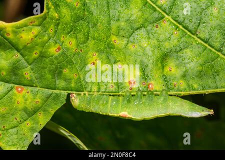 Saddled Prominent (Heterocampa guttivitta) caterpillar (larva Stock ...