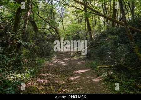 Lush forest, Hiking Trail, Chemin de bouteronde, Path in Bordeaux ...