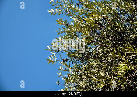 Wild olive (Olea europaea sylvestris or Olea europaea oleaster) is a ...