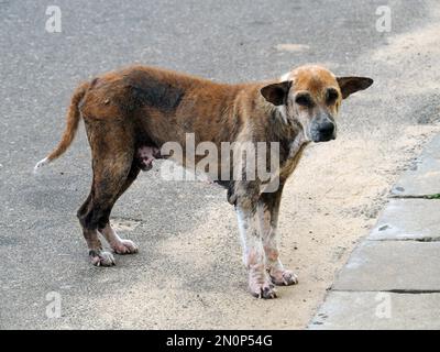 dog, Haushund, Chien, Canis lupus familiaris, kutya, Srí Lanka, Asia Stock Photo - Alamy