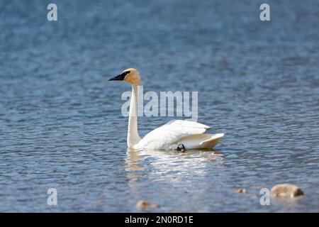 Trumpeter Swans in the summertime Waterton National Park Alberta ...