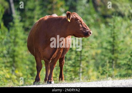 Rust brown farm cow grazing on a roadside in a forested mountain ...