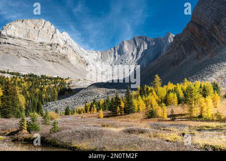 Hiking among yellow larch trees in autumn, Arethusa Cirque, Kananaskis ...