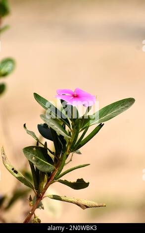 A vertical closeup of a delicate Madagascar Periwinkle,Catharanthus ...