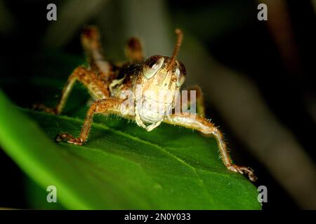 Shorthorned grasshopper (Phaulacridium sp.) head view Stock Photo - Alamy