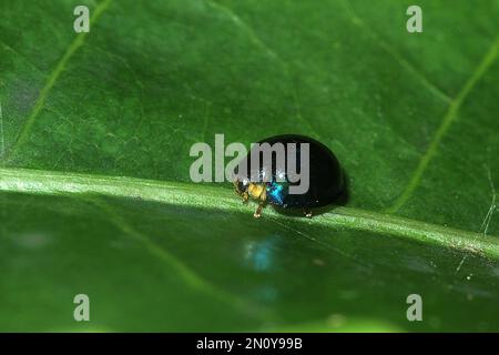 Steelblue ladybird ladybug beetle Stock Photo - Alamy