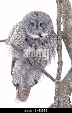Huge big brown owl eye butterfly on a tree branch green background ...