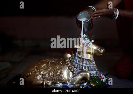 A Hindu devotee pours milk on the wooden image of Lord Jaganath during ...