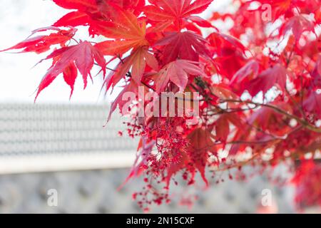 Australian maple. Maple leaves close-up Stock Photo - Alamy