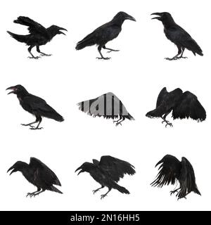 Collage with black ravens on white background Stock Photo - Alamy