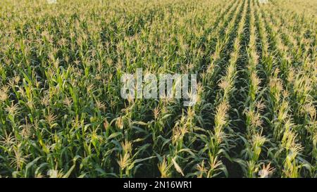 Corn young field. Seedlings planted in a row Stock Photo - Alamy