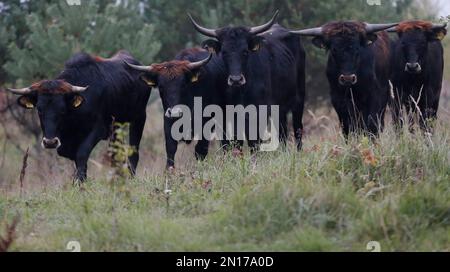 Aurochs In Wildlife Sanctuary Stock Photo - Alamy