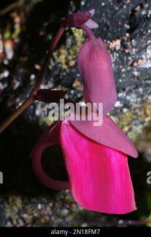 Red bladderwort flower (Utricularia quelchii), Roraima Tepui, Venezuela ...