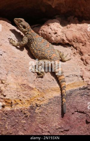 starred agama (Stellagama stellio) This species of lizard is native to ...