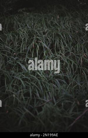 Close up black mondo grass on forested slope concept photo Stock Photo ...